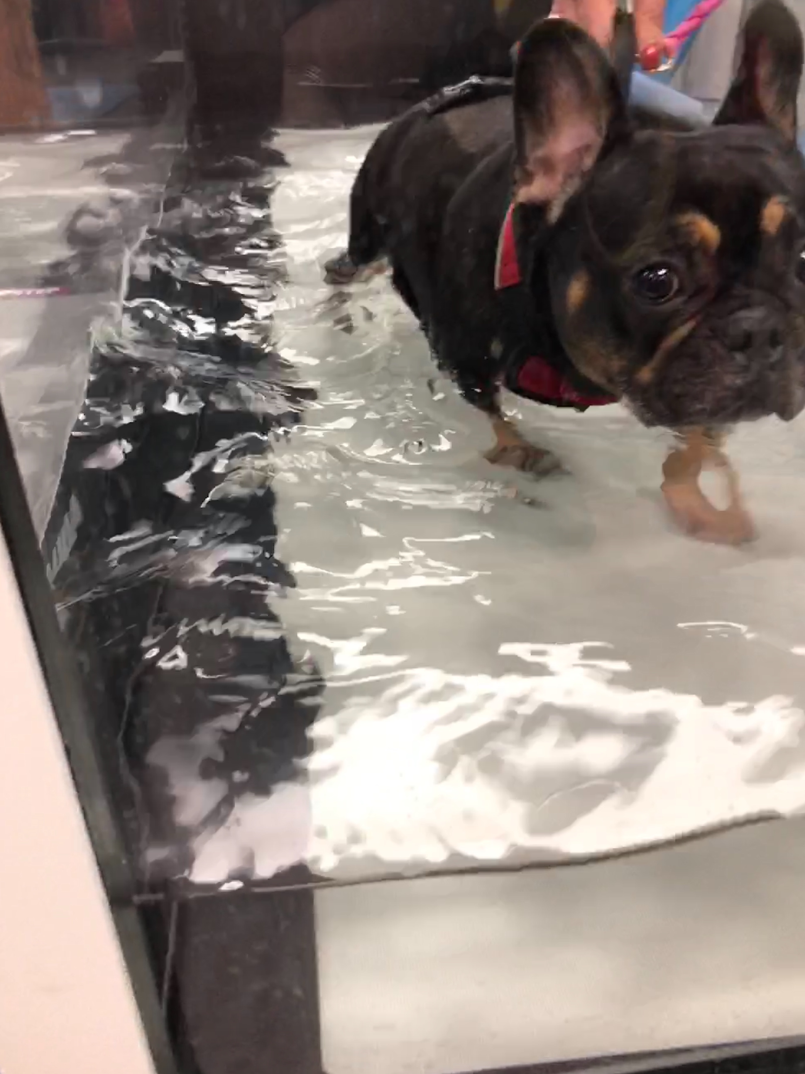Anya the Frenchie Takes a Water Walk! | Perfume Posse