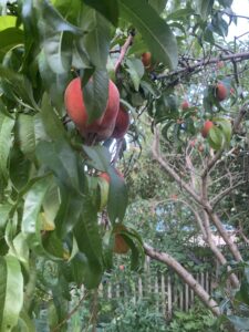 Peach notes in Perfume Archives | Perfume Posse