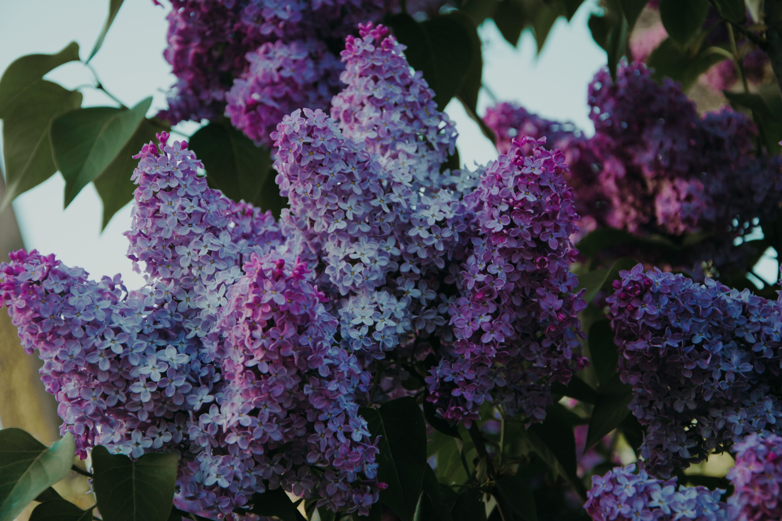 Manly, Yes, But I like it too: Neil Morris Flowers for Men Lilac ...
